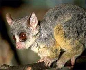 Tu je všetko potrebné na kúpu zvieratka. - Poloopice